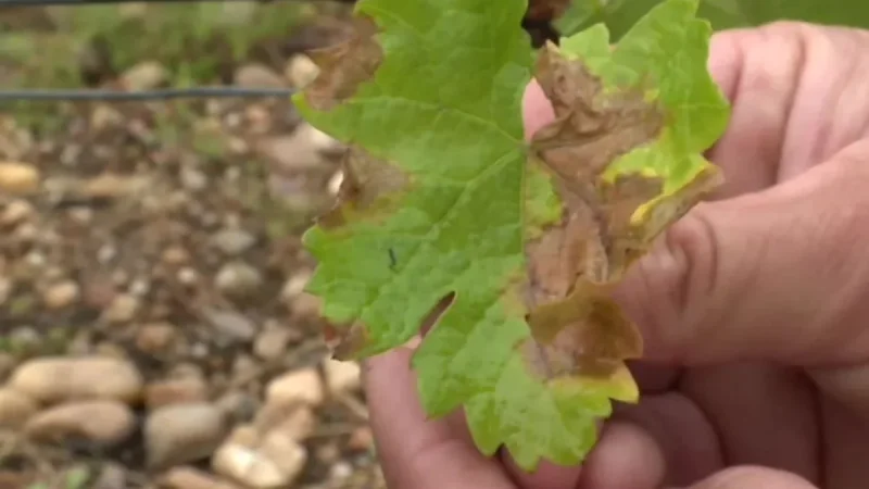 Le ministère de l’Agriculture met en garde contre la maladie 'mildiou ...
