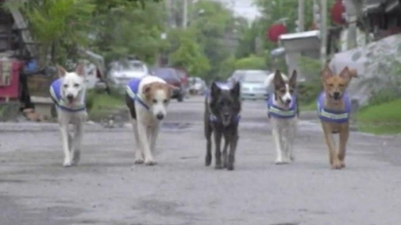 Thaïlande : Des chiens errants transformés en protecteurs de la ville ...